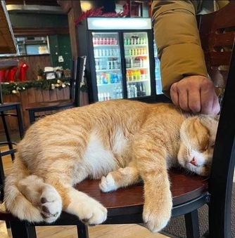 Restaurant owner who abandoned Kane the cat pleads guilty