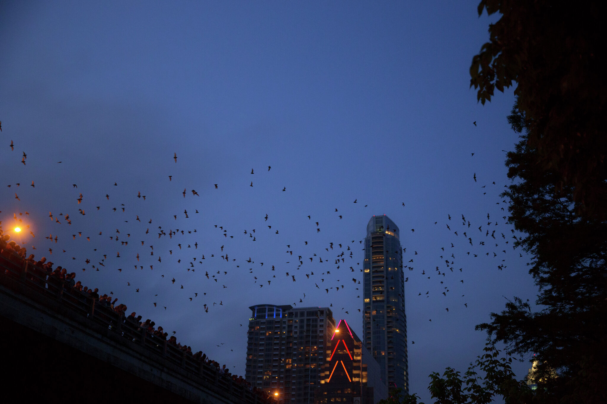 Hundreds of cold-stunned bats around Austin rescued this month