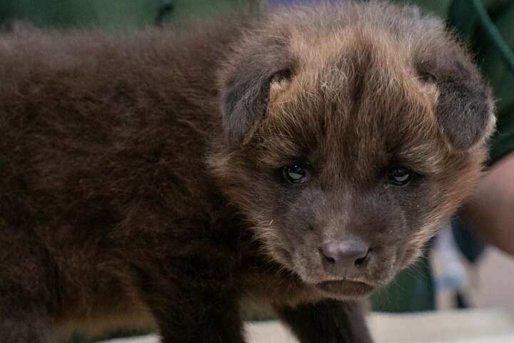 Rare baby maned wolf melts hearts at Texas zoo