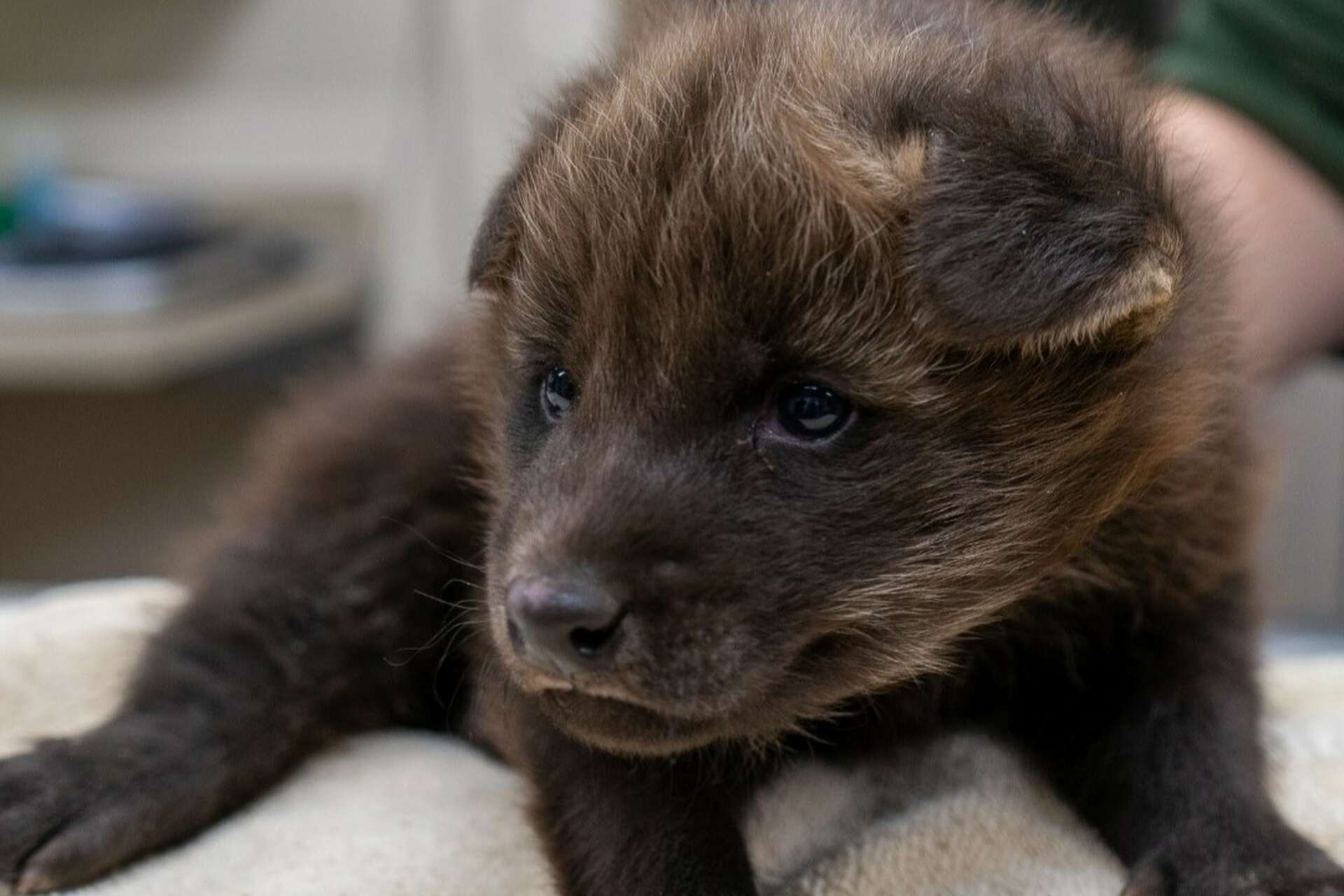 Rare baby maned wolf melts hearts at Texas zoo