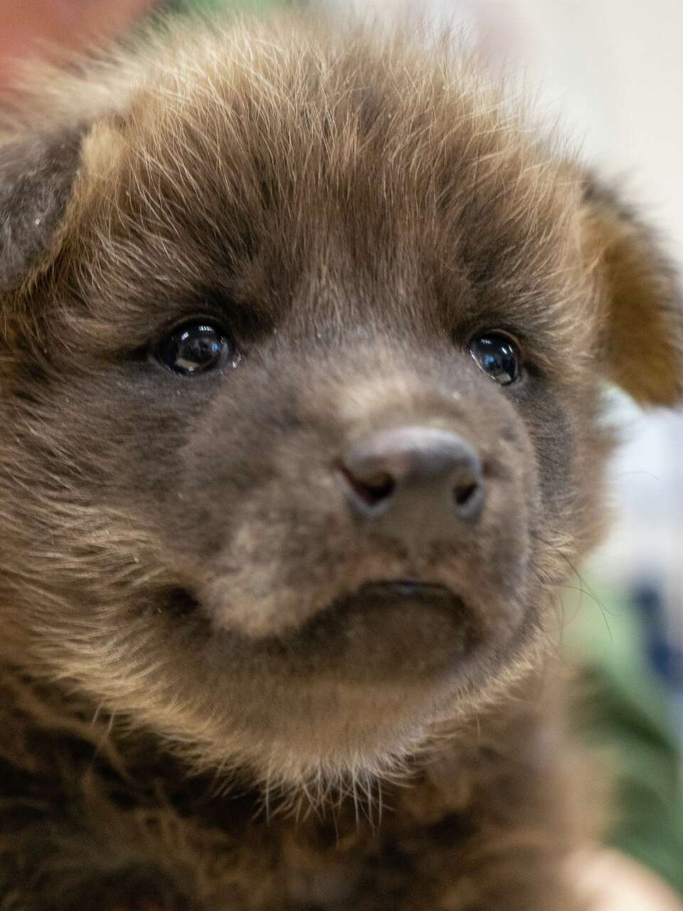 Rare baby maned wolf melts hearts at Texas zoo
