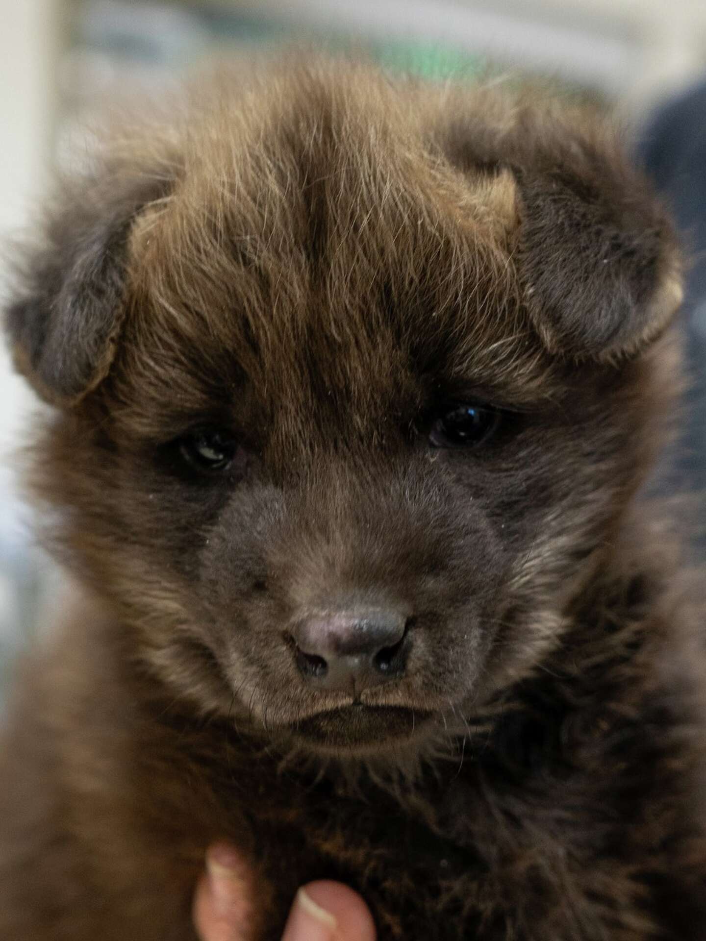 Rare baby maned wolf melts hearts at Texas zoo