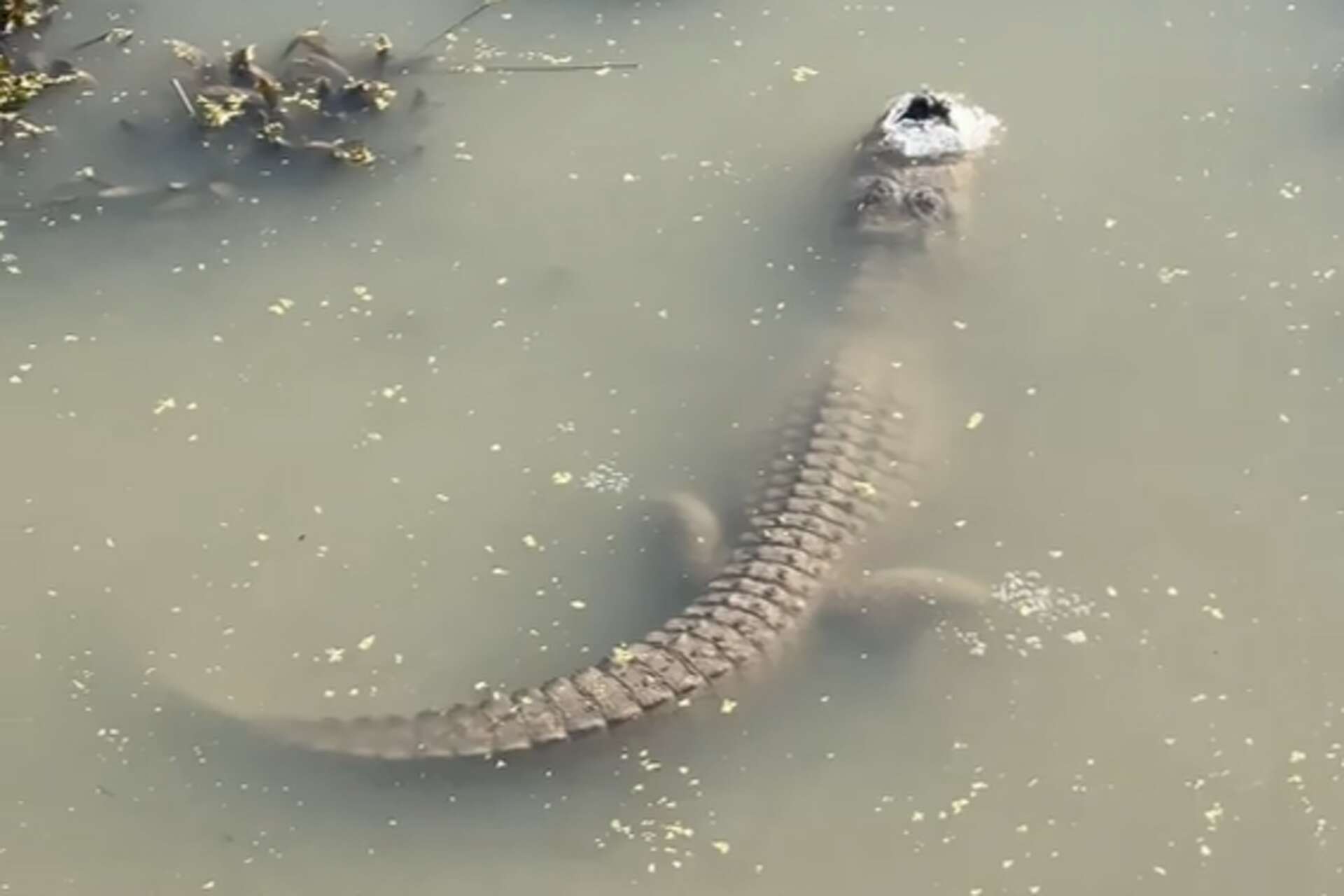 Are alligators really frozen in Houston-area lake?