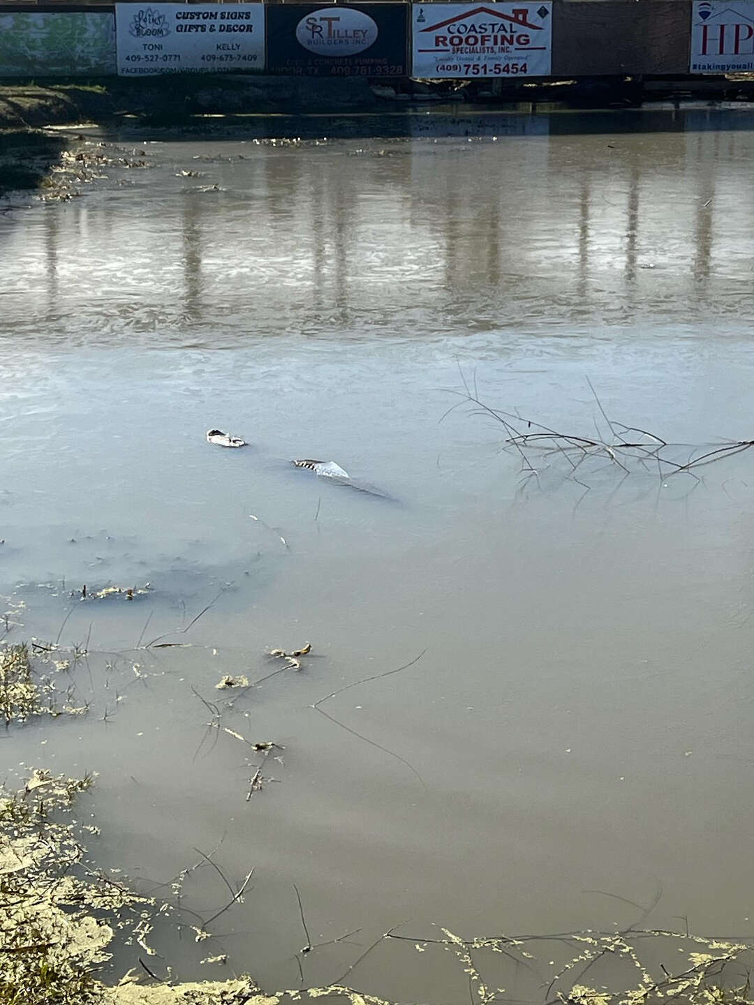 Are alligators really frozen in Houston-area lake?