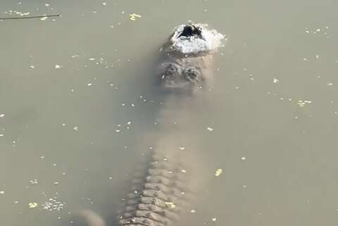 Are alligators really frozen in Houston-area lake?