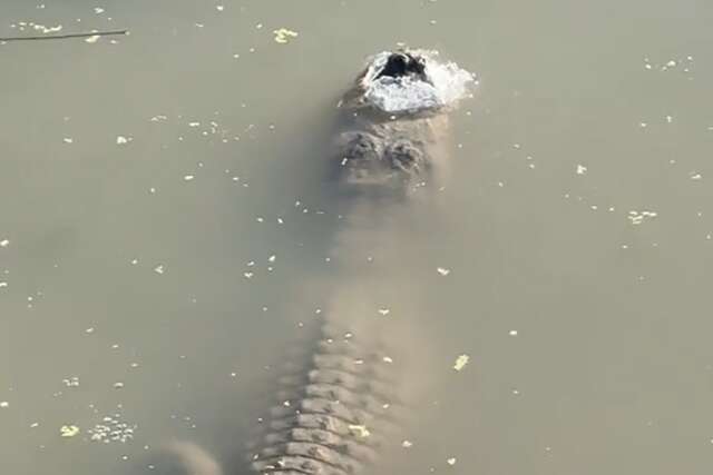 Are alligators really frozen in Houston-area lake?