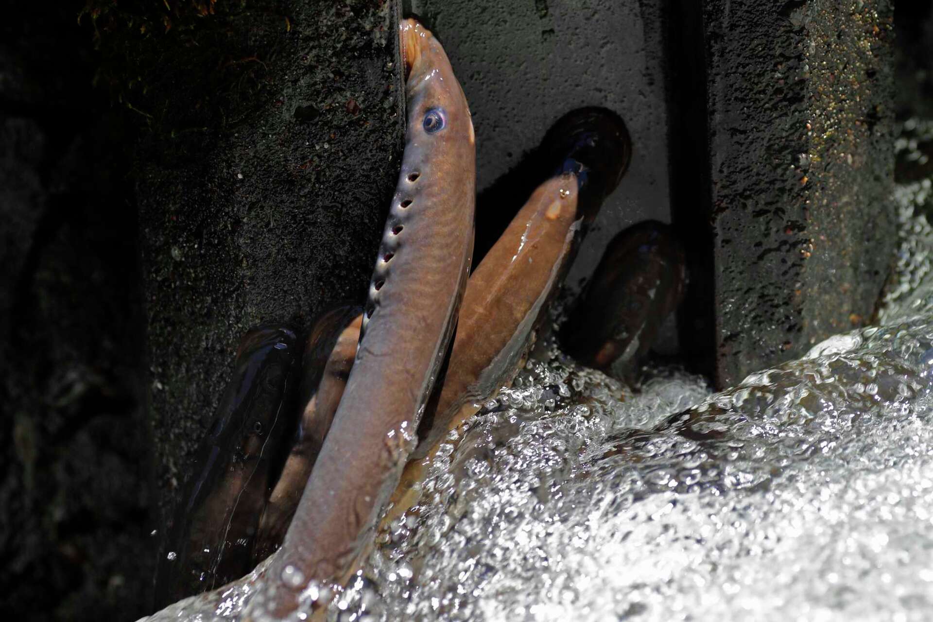Two new species of fish discovered in Bay Area