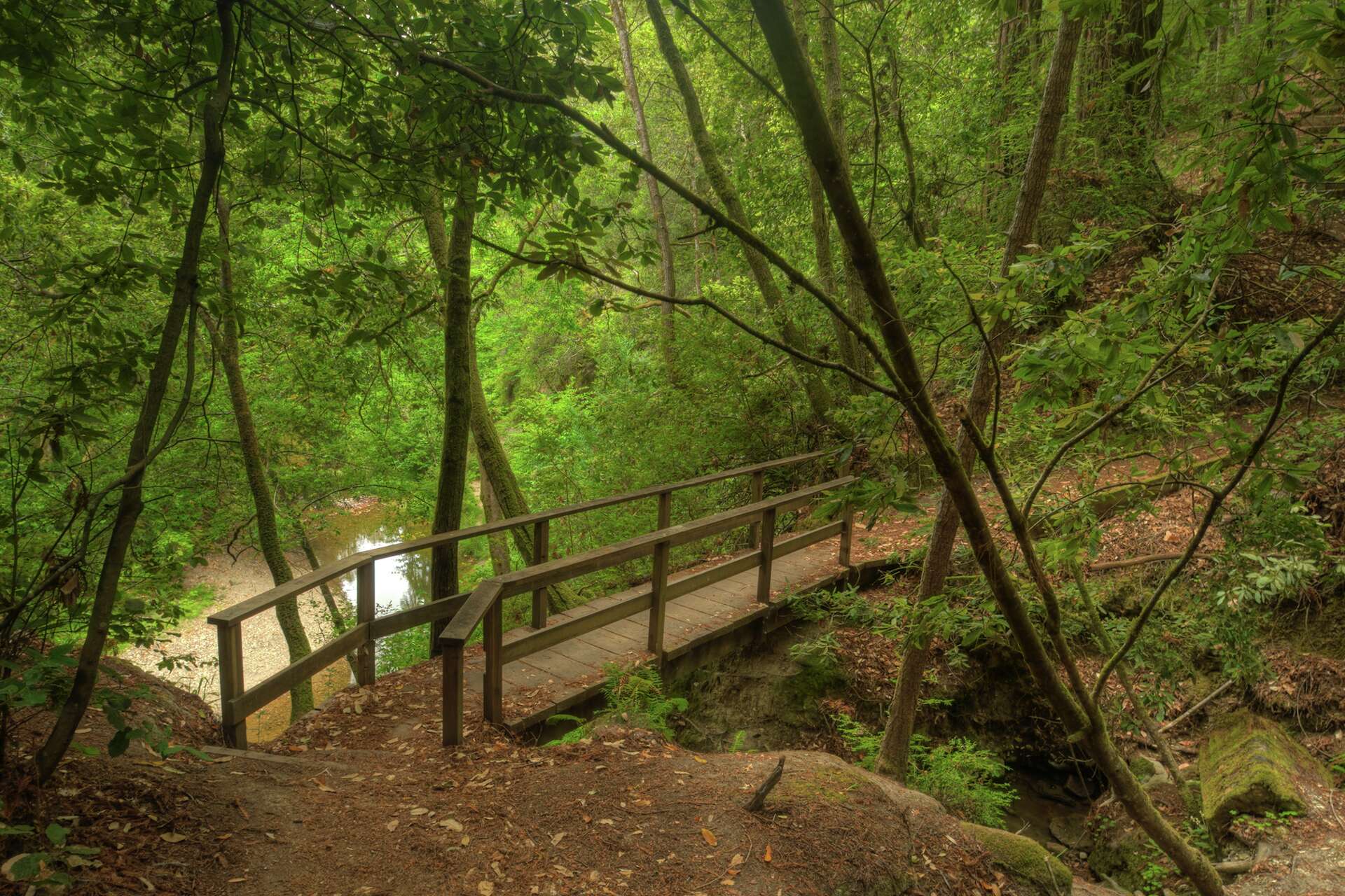 Redwoods survived fires and dams to form 'hidden' Bay Area parks