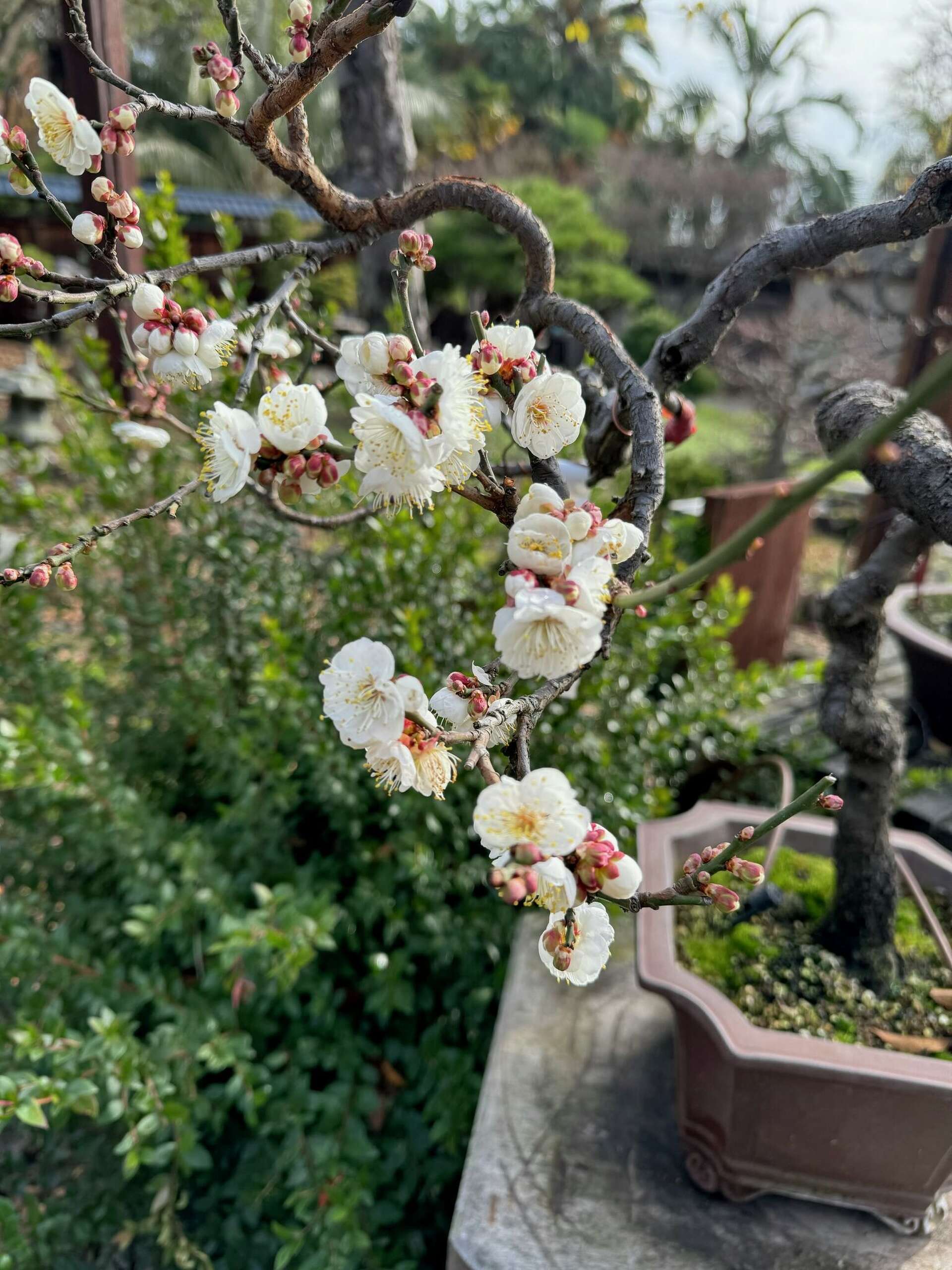 Thieves steal $20K in trees from Oakland bonsai garden