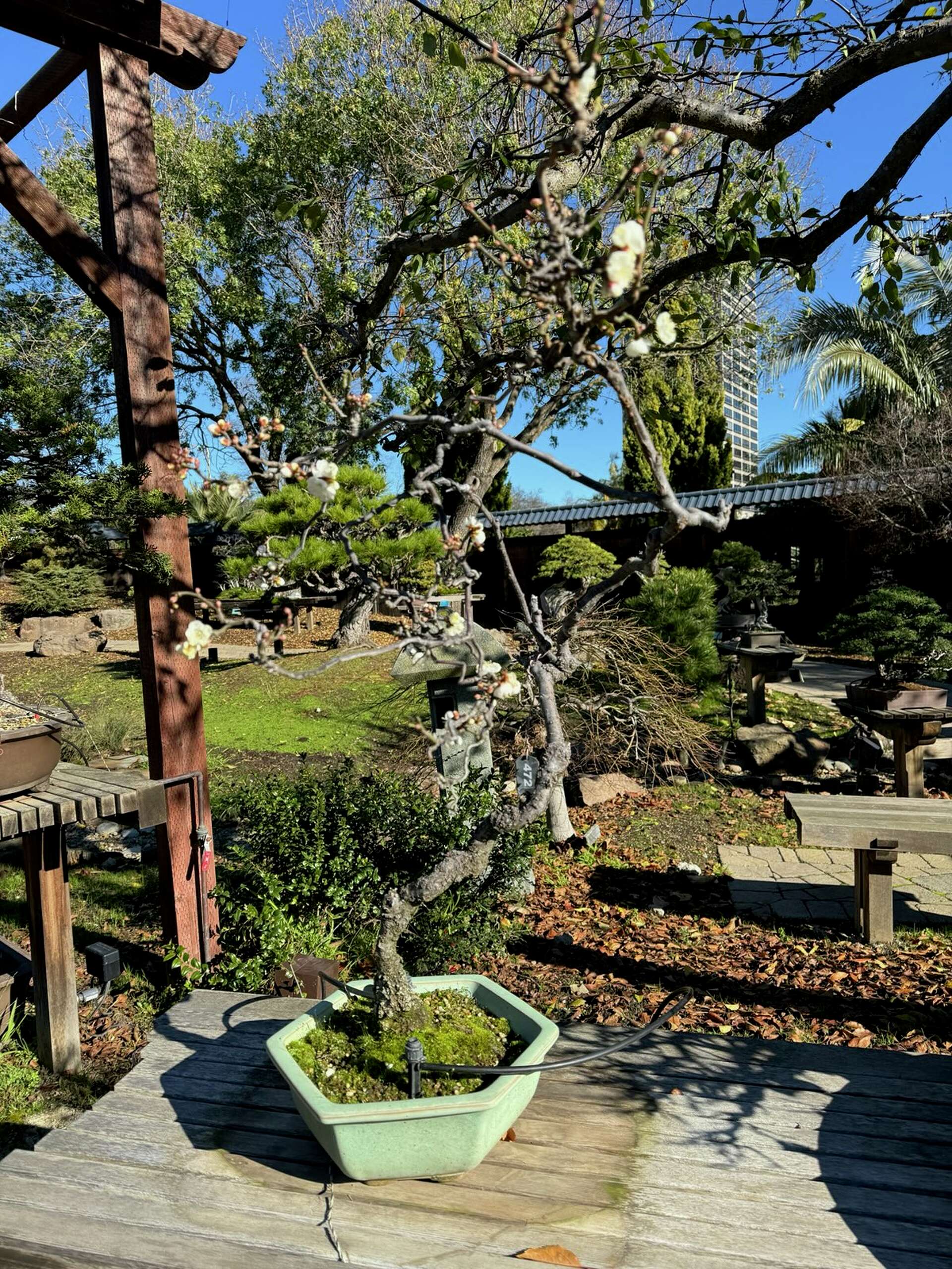 Thieves steal $20K in trees from Oakland bonsai garden