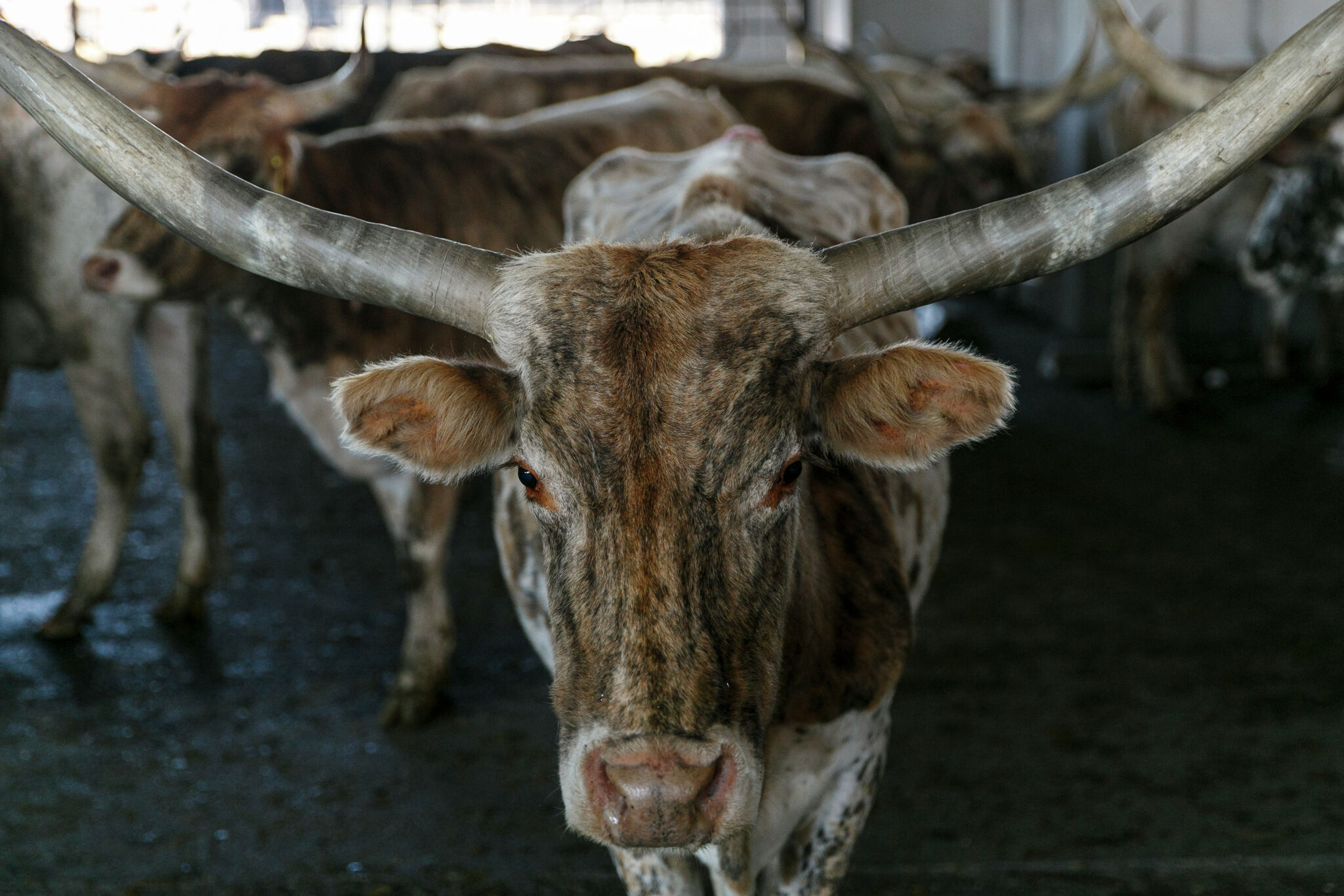 Four OSU fraternity members charged in dead longhorn prank