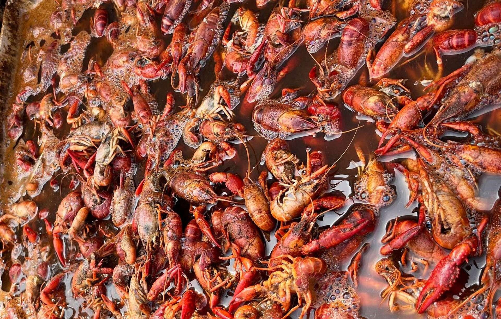 Texas sees crawfish shortage due to Southern U.S. drought