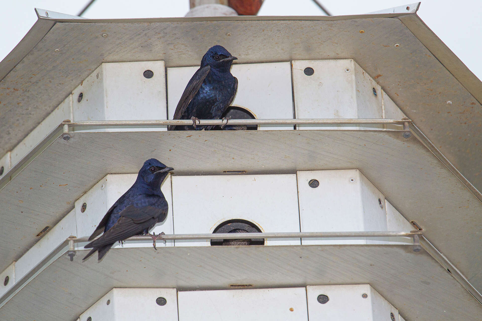 Purple martins move into Houston's nesting boxes for the winter