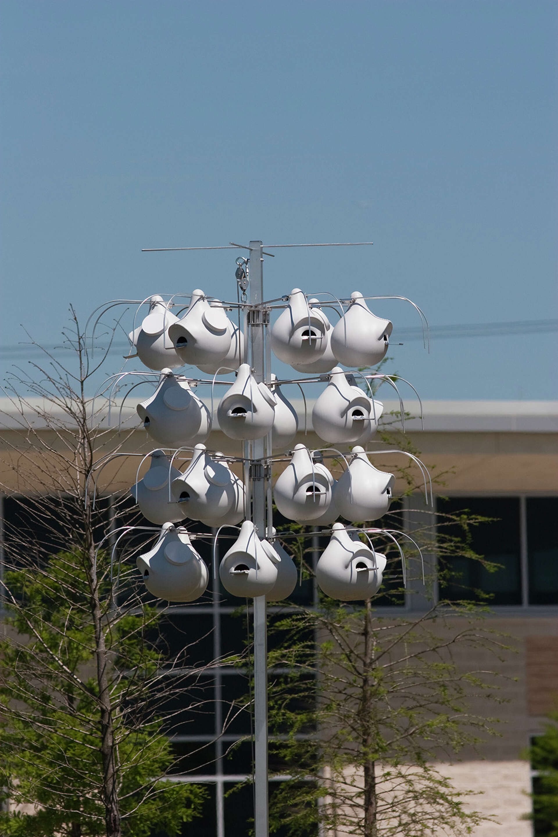 Purple martins move into Houston's nesting boxes for the winter