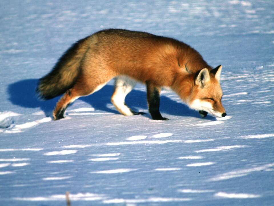 The hidden habitat lies between snow and soil