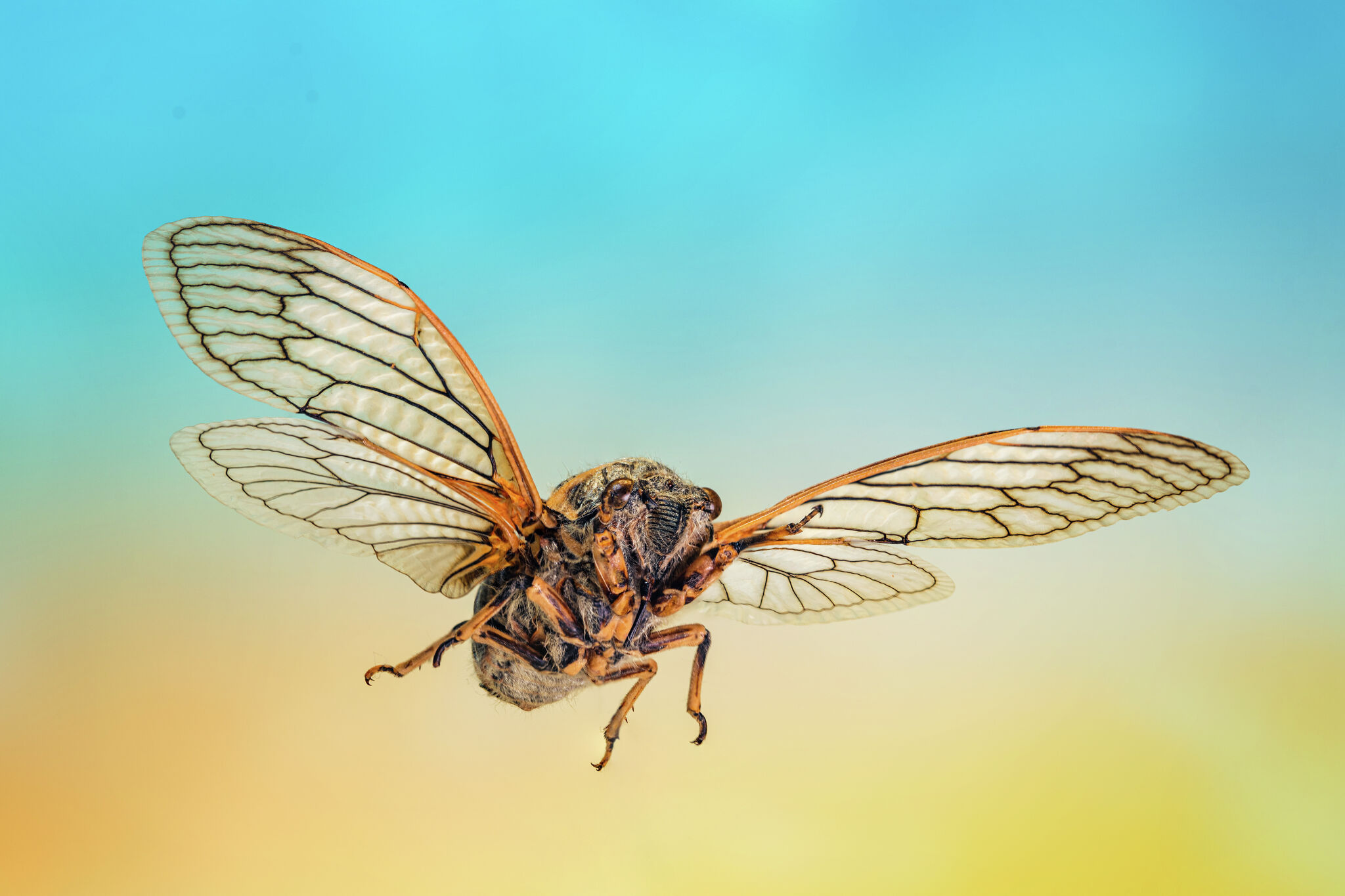 The 'big bug explosion' only occurs every 221 years, in the US