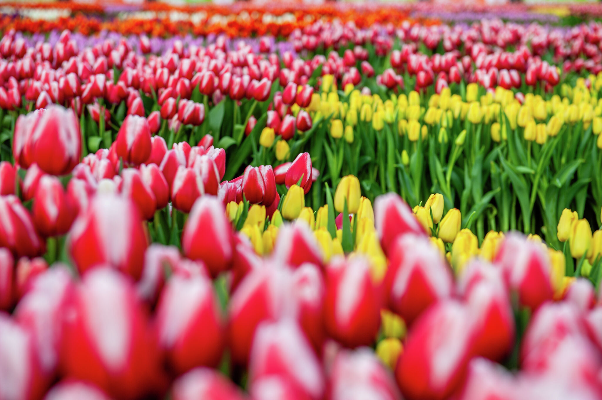 Texas-Tulips to reopen in Pilot Point for spring 2024