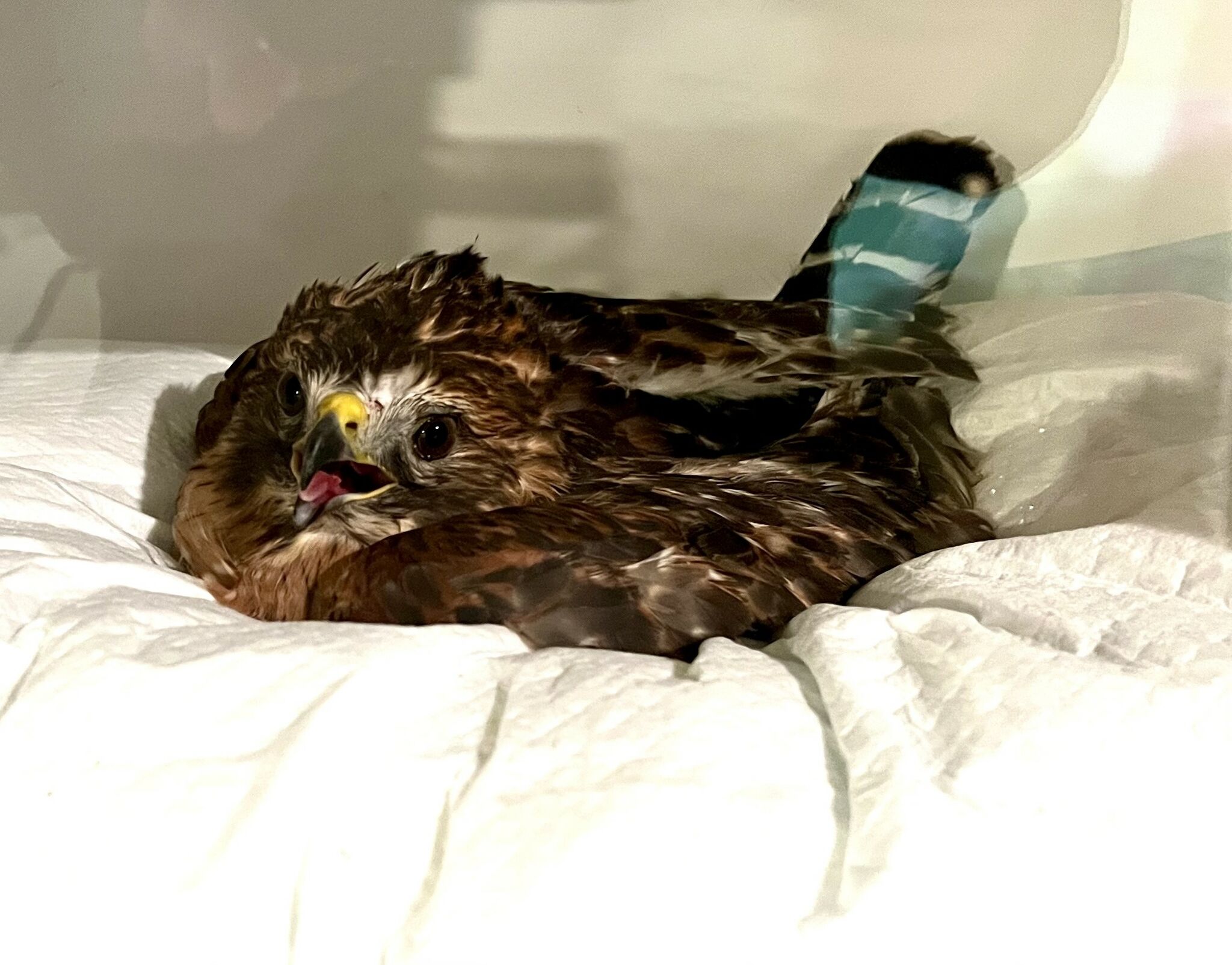 CT considers restricting pesticide blamed for killing birds, wildlife