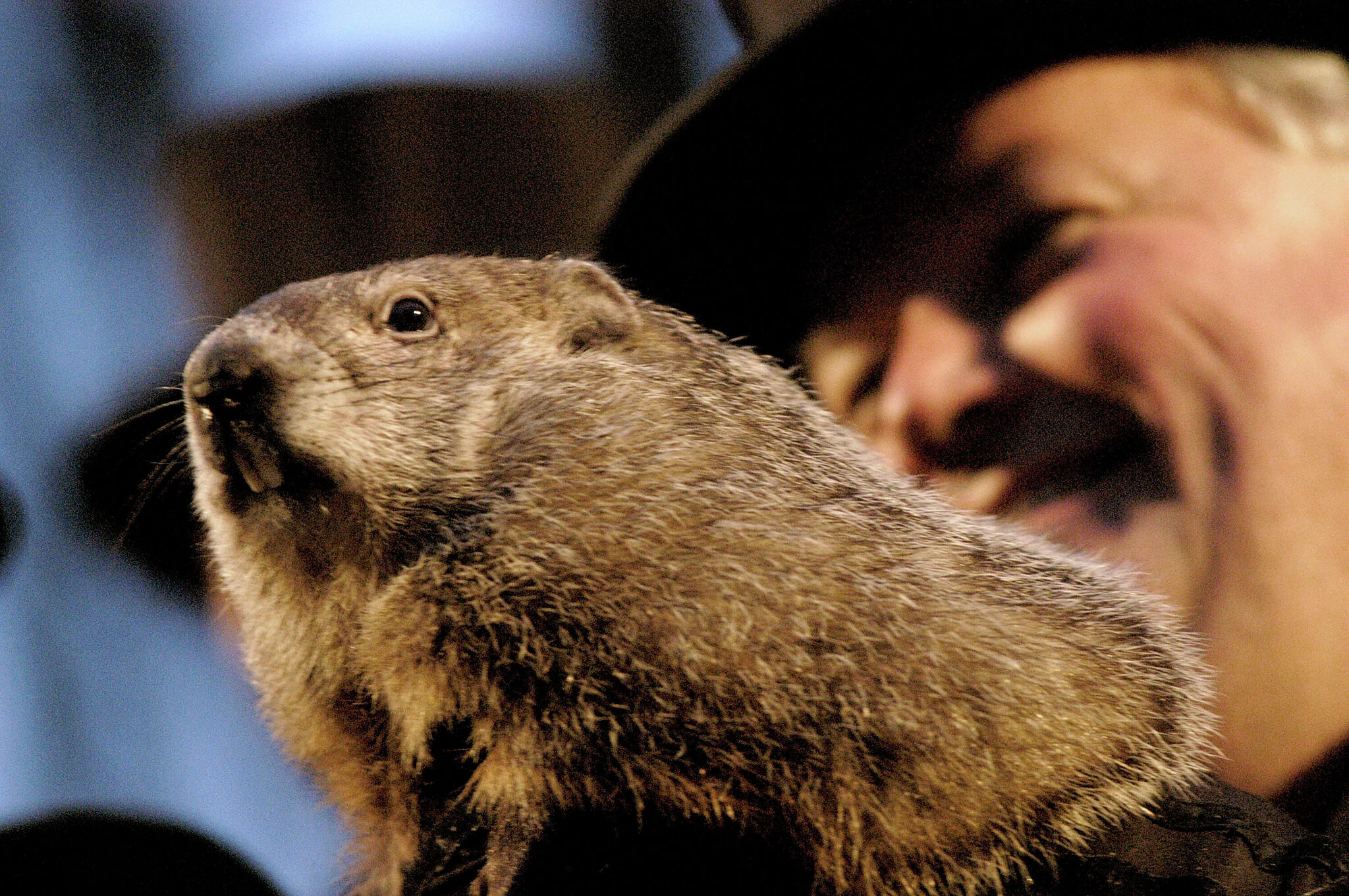 PETA's Groundhog Day proposal: Replace Punxsutawney Phil with a coin