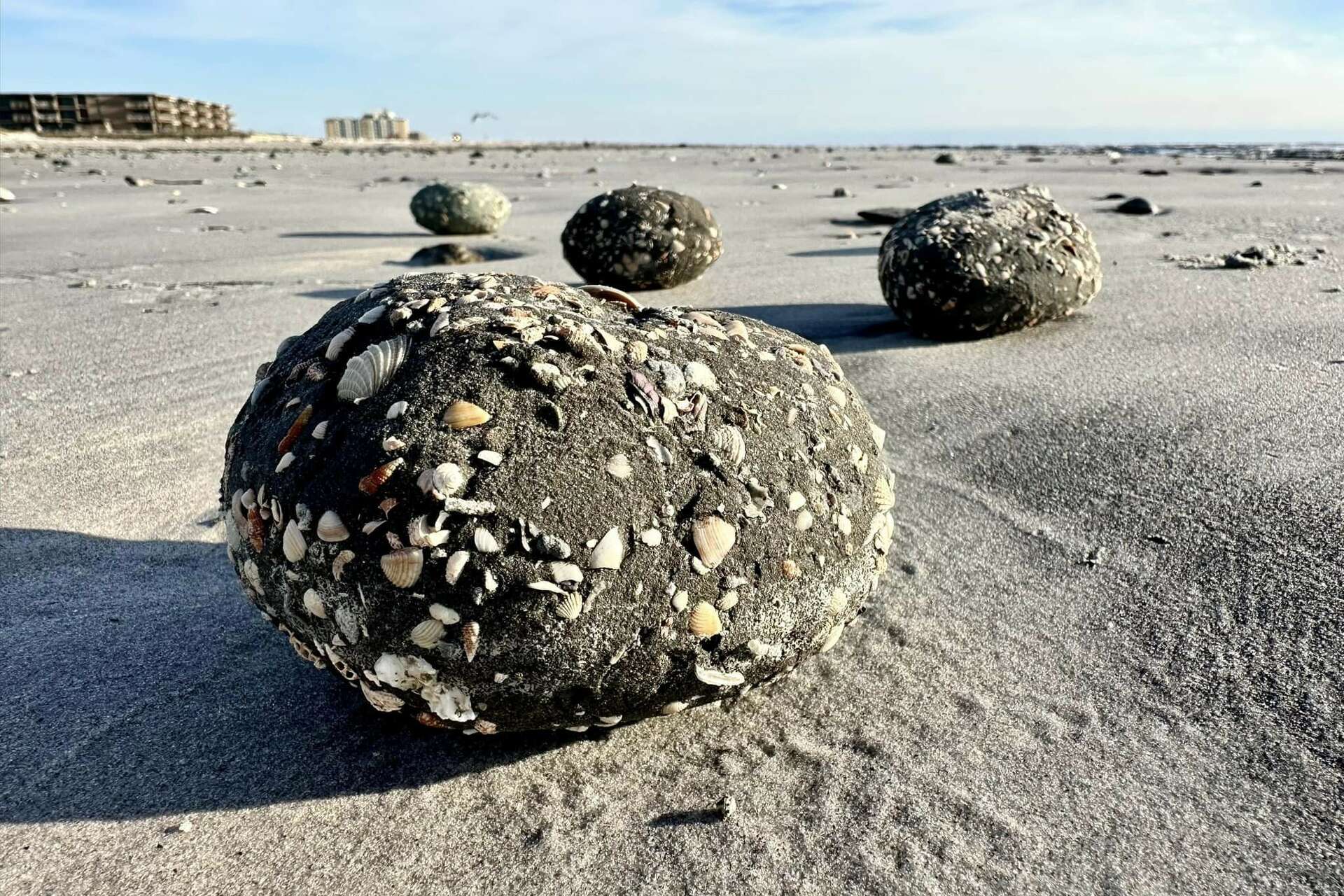 Strange shell-studded balls are appearing on Texas beaches