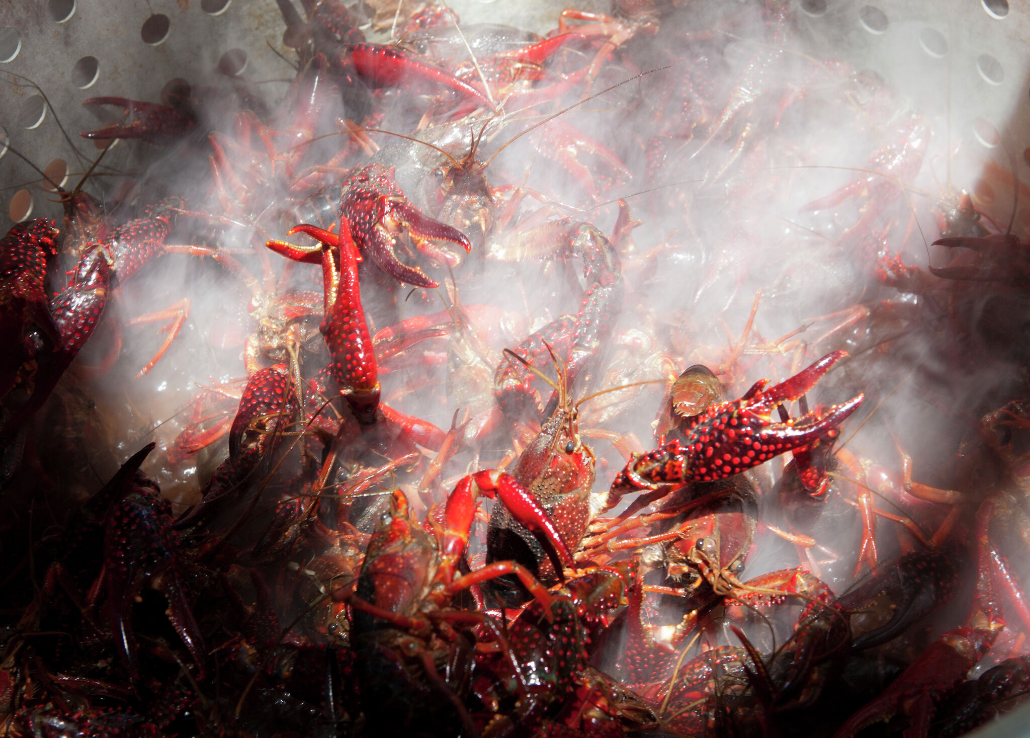Is it too early to eat crawfish? LSU professor says that's impossible.
