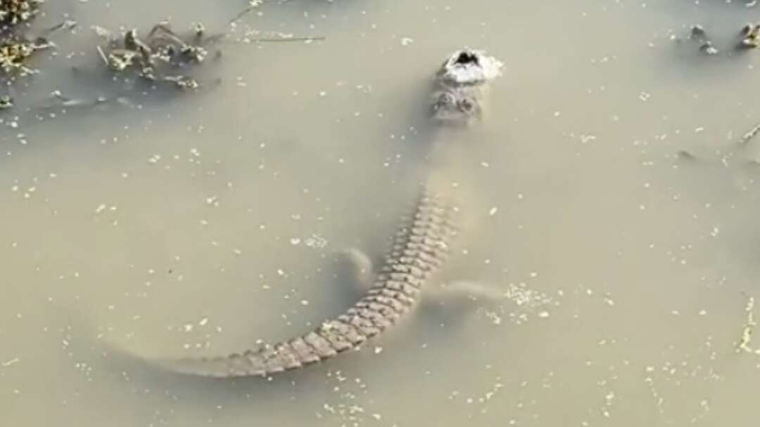 Here's how Texas alligators survived during the freeze
