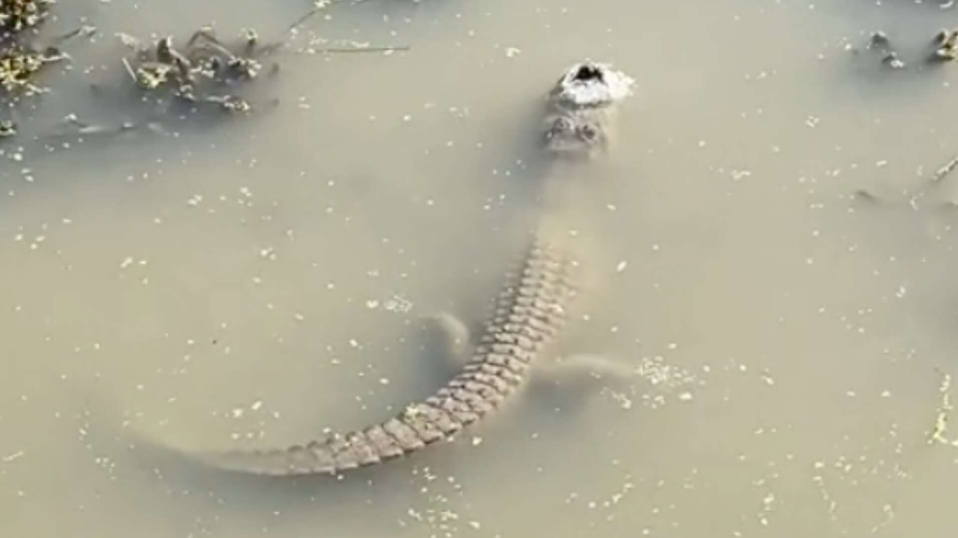 Here's how Texas alligators survived during the freeze