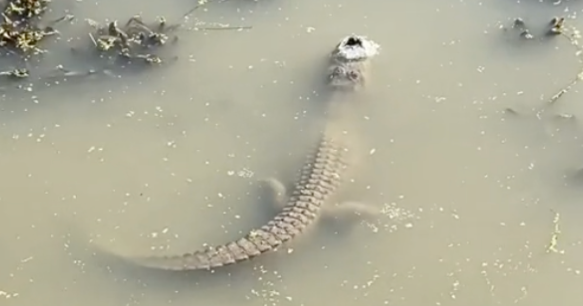 Here's how Texas alligators survived during the freeze