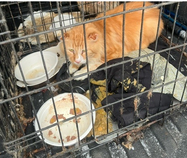 22 malnourished cats left outside recovering at North Haven shelter