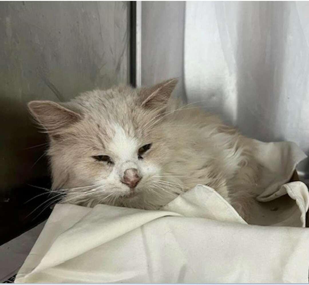 22 malnourished cats left outside recovering at North Haven shelter