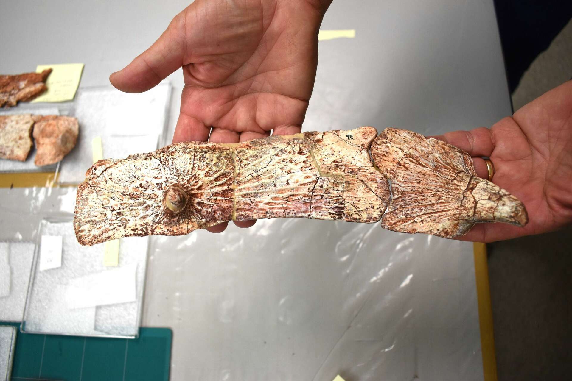 Texas paleontologists unearth new 'eagle lizard' species