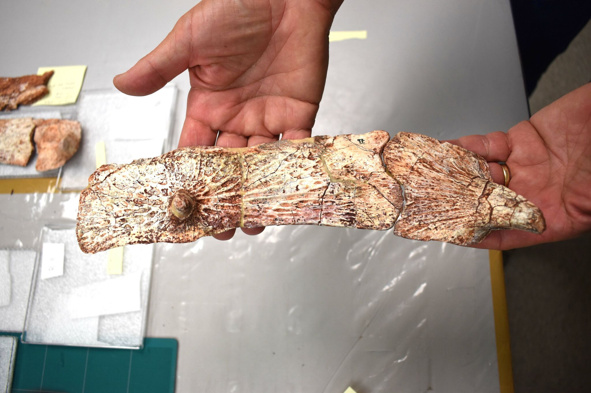 Texas paleontologists unearth new 'eagle lizard' species