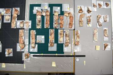 Texas paleontologists unearth new 'eagle lizard' species