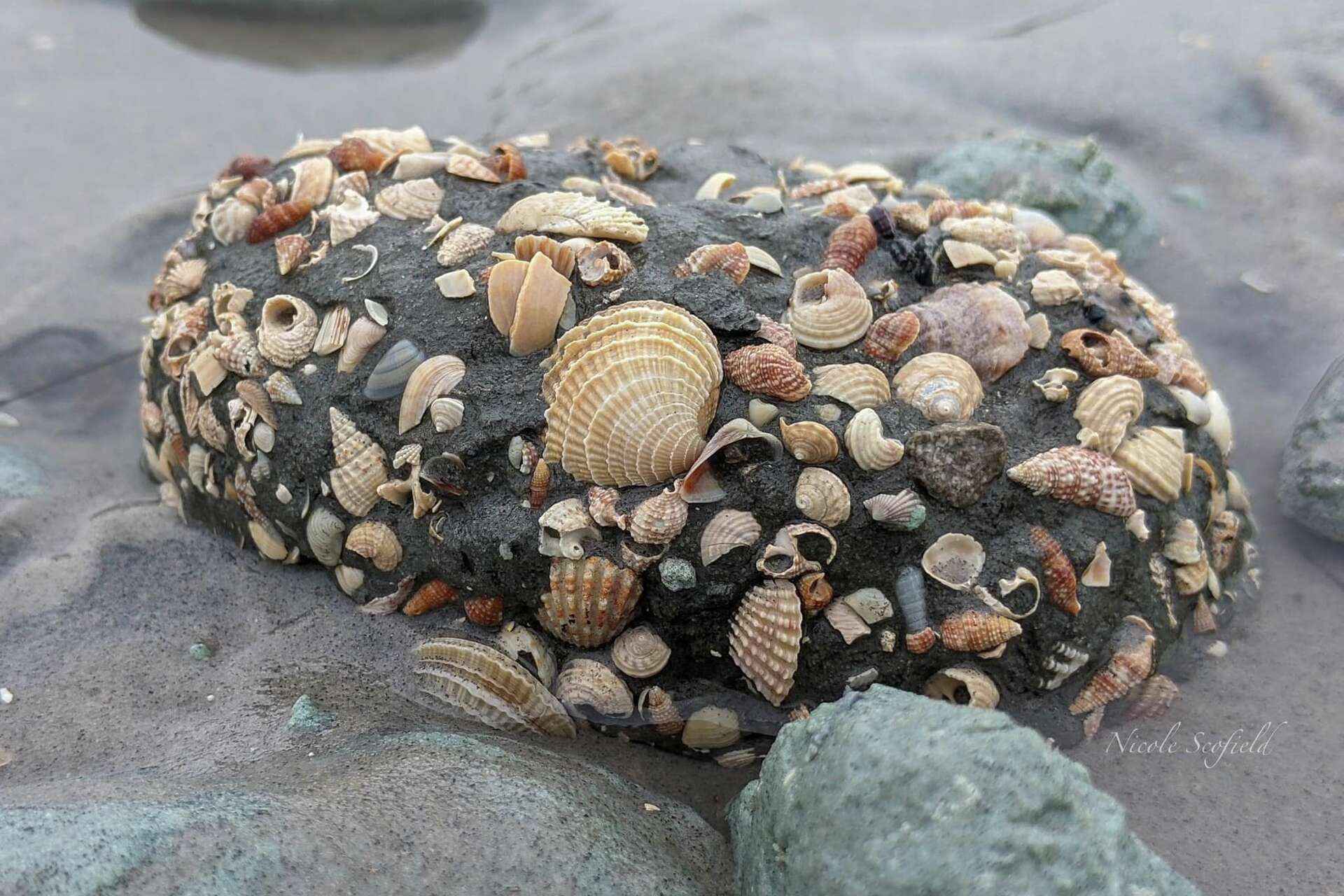 Strange shell-studded balls are appearing on Texas beaches