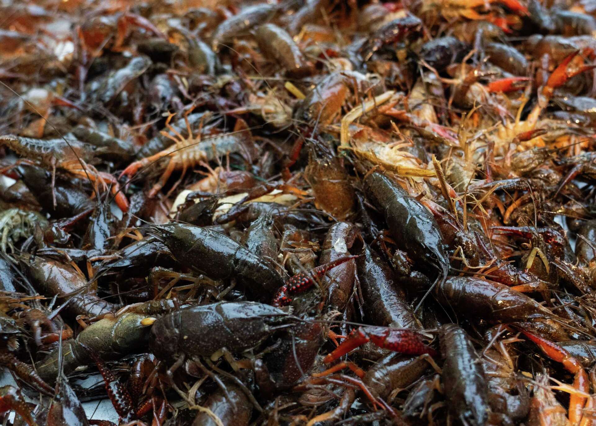 Crawfish Nick's Lake Conroe catches customers during mudbug shortage