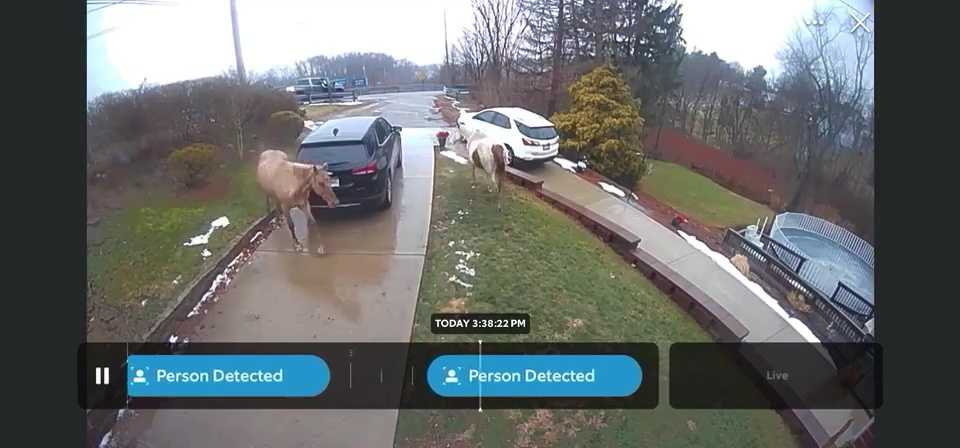 Caught on camera: 2 horses making the rounds, meeting 'neigh'-bors in ...