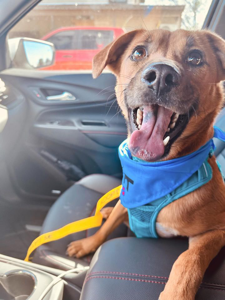 LAPS announces Rhodesian Ridgeback mix Kiwi as Laredo Pet of the Week