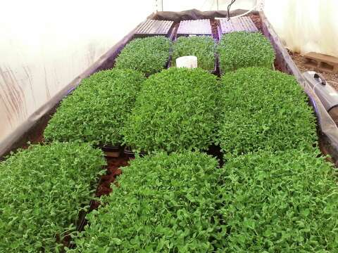 Houston landmark to be transformed into an indoor farm