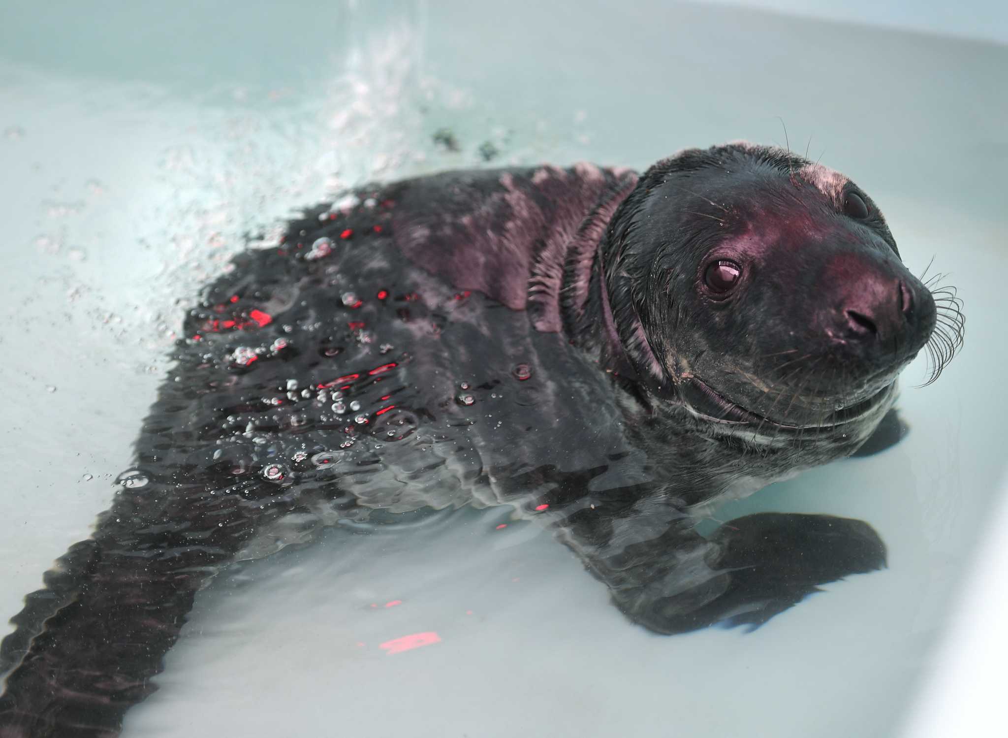 Victim sprayed with fire extinguisher in New Haven home invasion: Cops