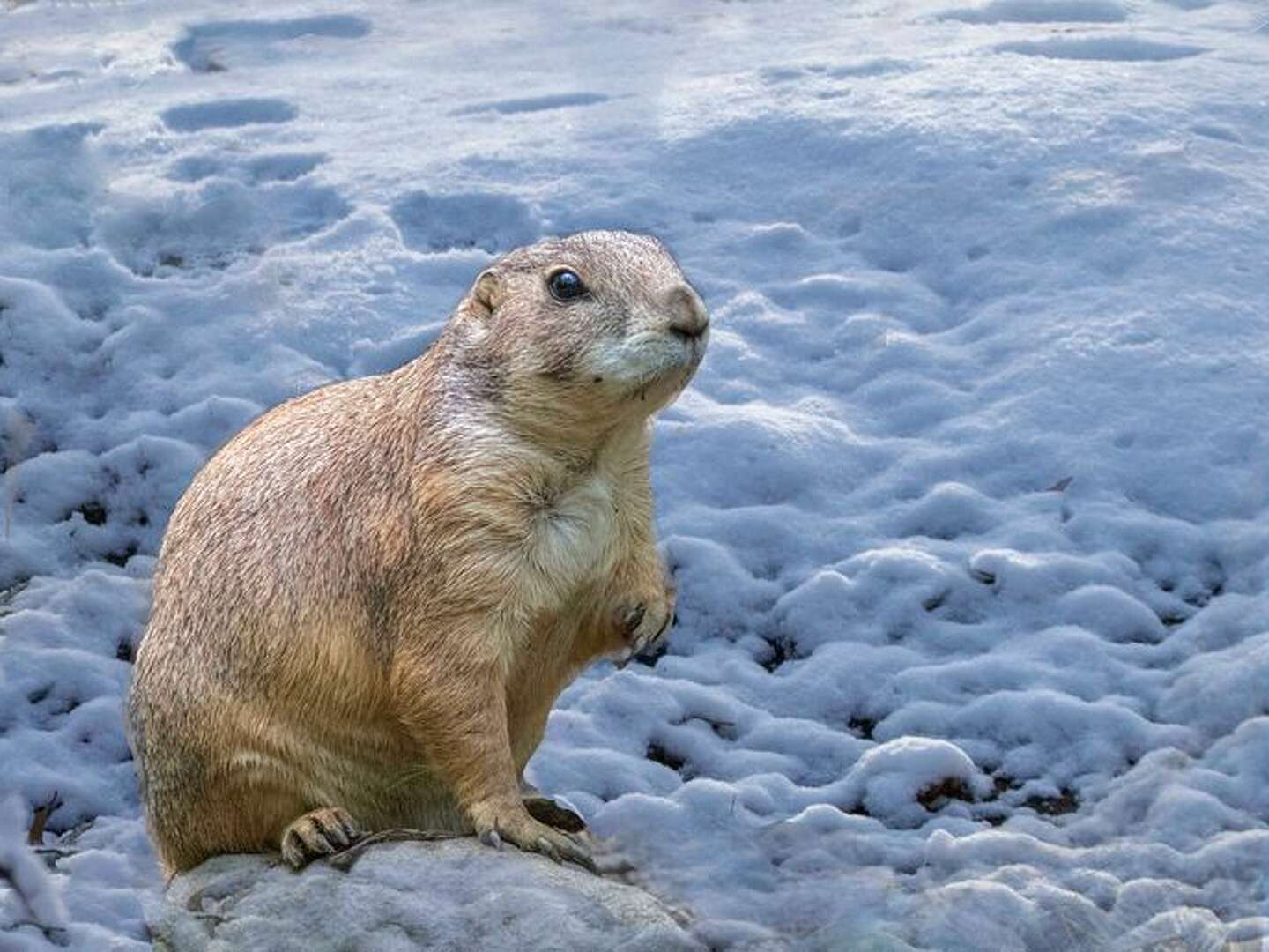 How CT's own Groundhog Day animal forecasters got the job