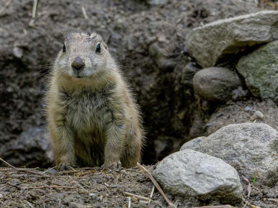 CT's Groundhog Day forecasting animals predict an early spring