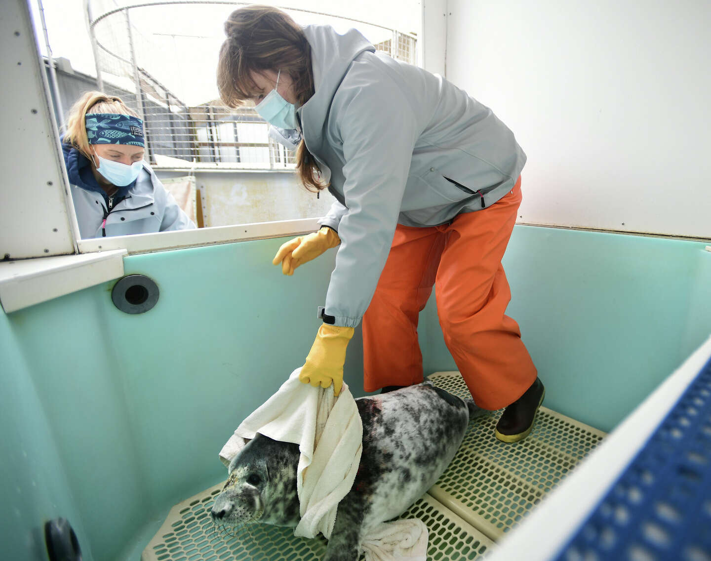 Mystic Aquarium program rescues sick seals, two-headed turtle