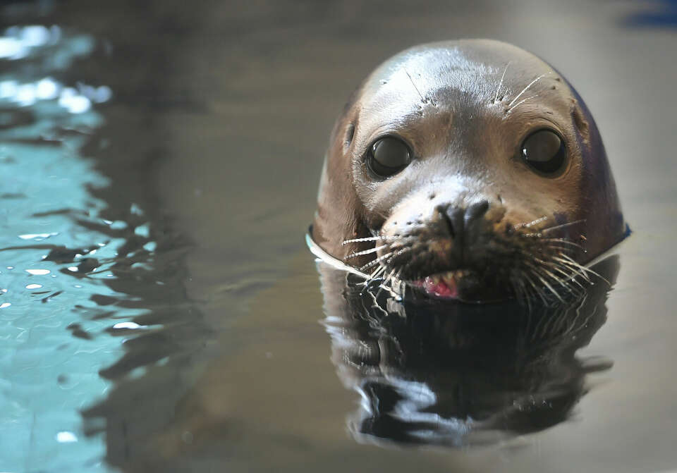 Mystic Aquarium program rescues sick seals, two-headed turtle