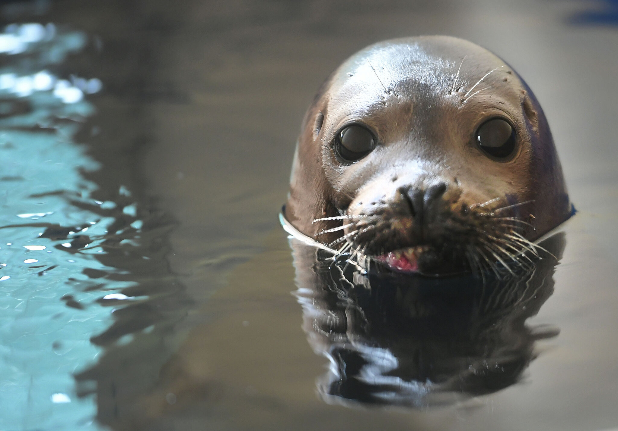 Mystic Aquarium program rescues sick seals, two-headed turtle