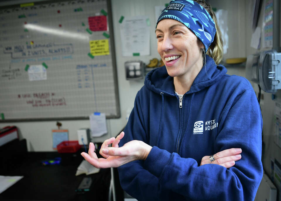 Mystic Aquarium program rescues sick seals, two-headed turtle