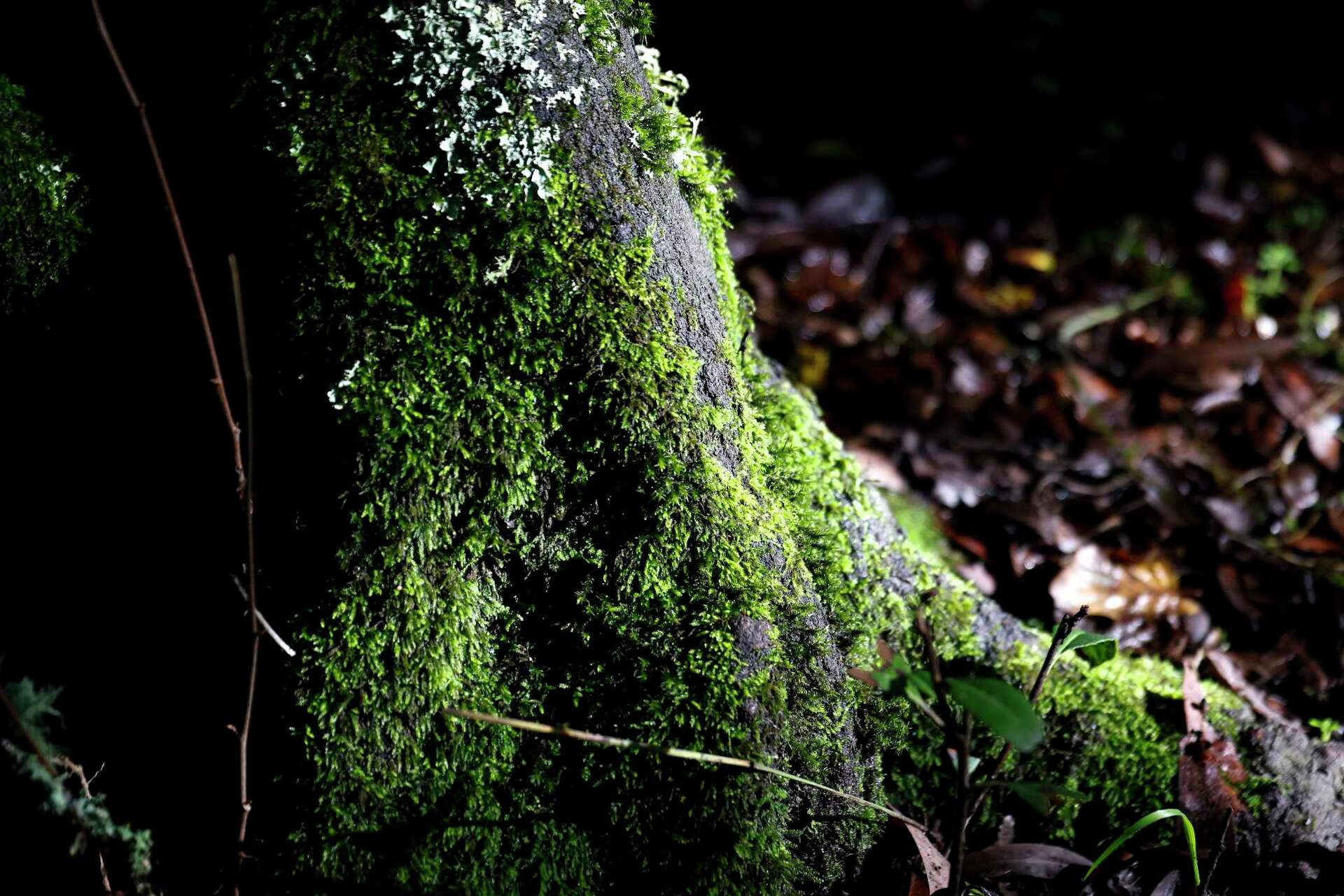 Moss is blanketing the Bay Area right now. Here’s what to know