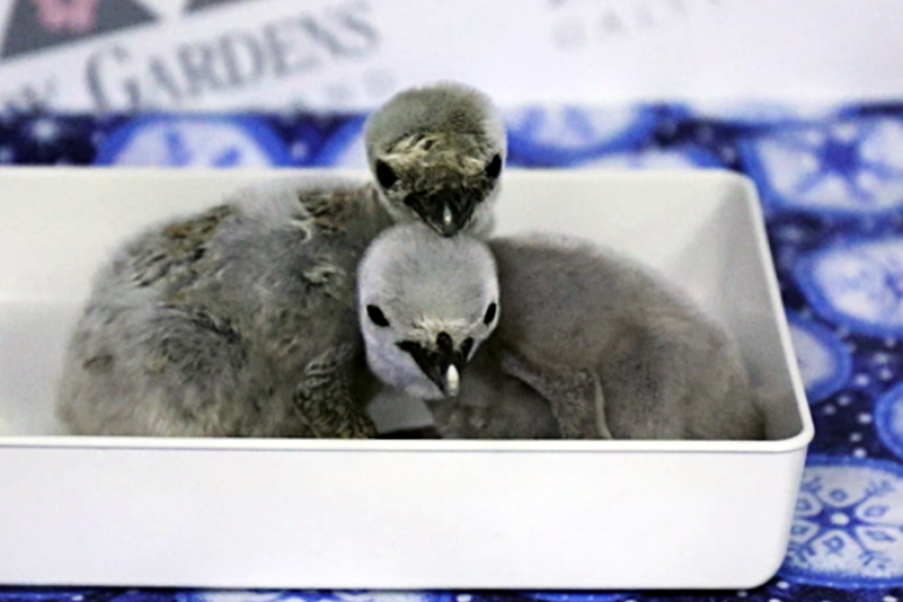 Texas aquarium introduces fluffy chinstrap penguins