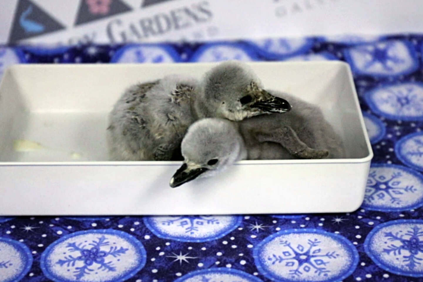 Texas aquarium introduces fluffy chinstrap penguins