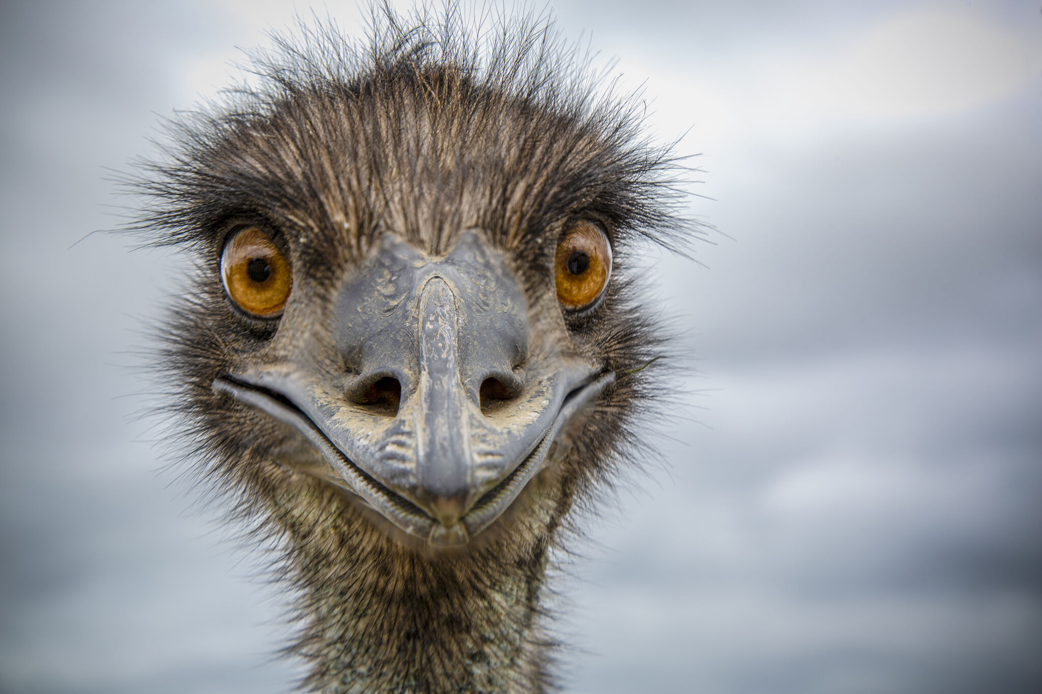 Viral video shows reaction to loose emu in South Texas
