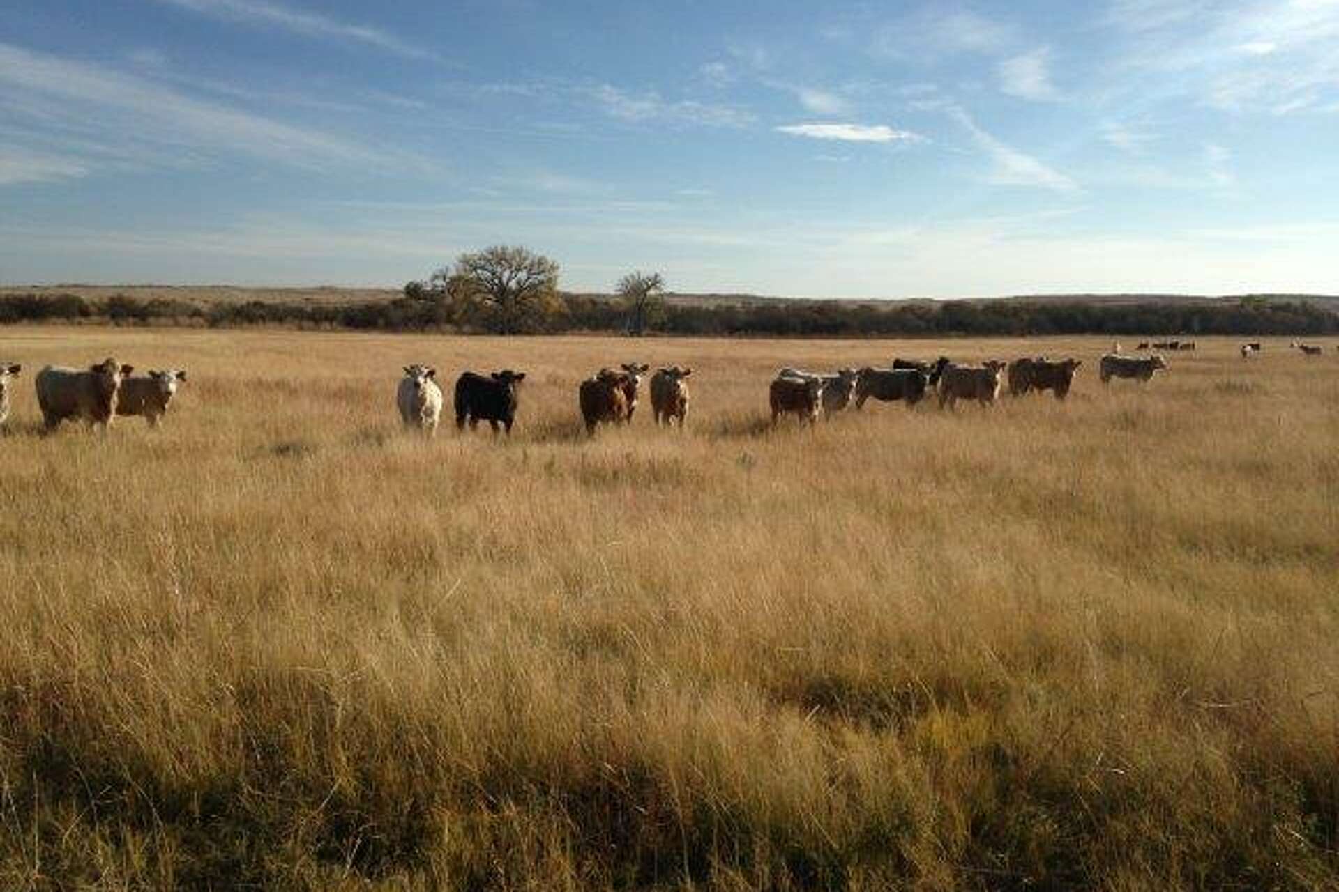 Historic Texas Panhandle legacy ranch on market for $180M